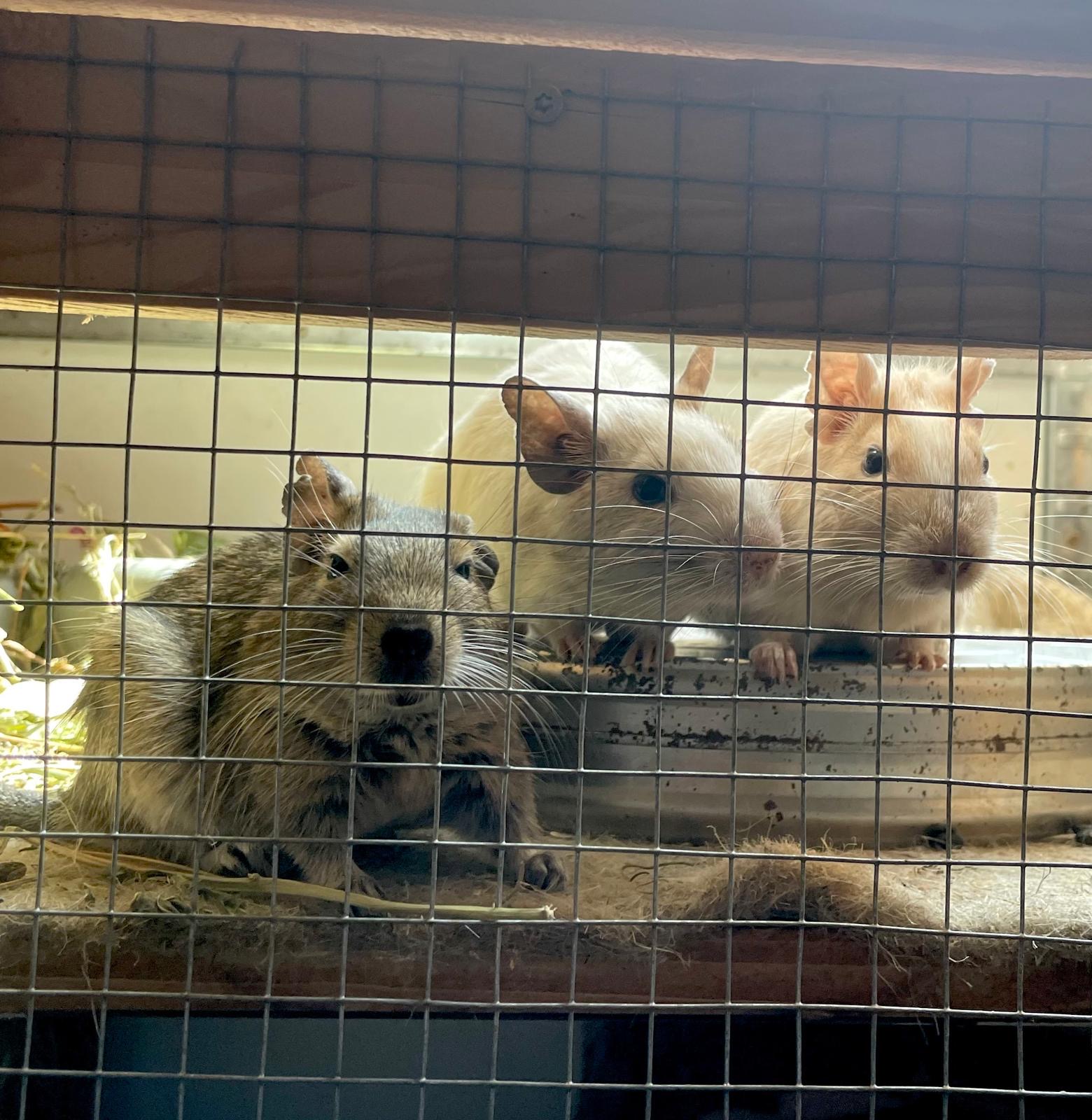 SevenUp, Gin und Fanta – Deguhilfe Süd e.V.