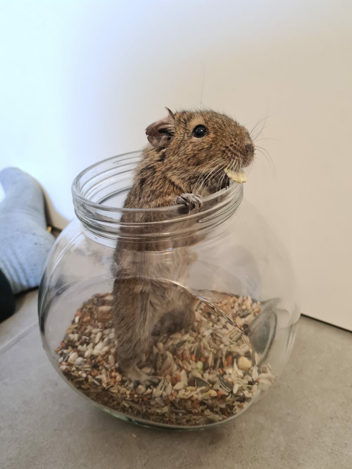 Degus einfangen – Deguhilfe Süd e.V.